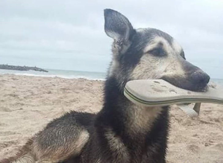 Este perrito finge pasear por la playa, pero cuando alguien se descuida ...
