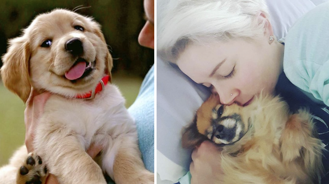 Estas son las 12 razas de perros más cariñosas y acogedoras del mundo
